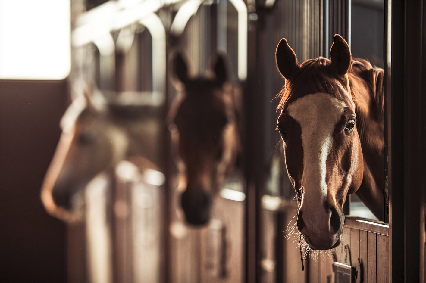 Vet explains how to identify and treat ringworm in horses - Your Horse