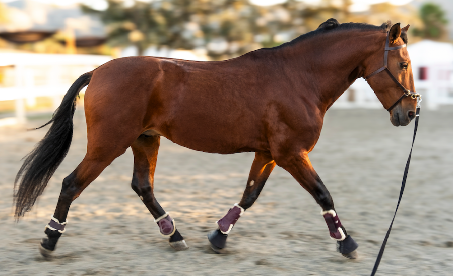 Lunging a horse: how to do it correctly - Your Horse