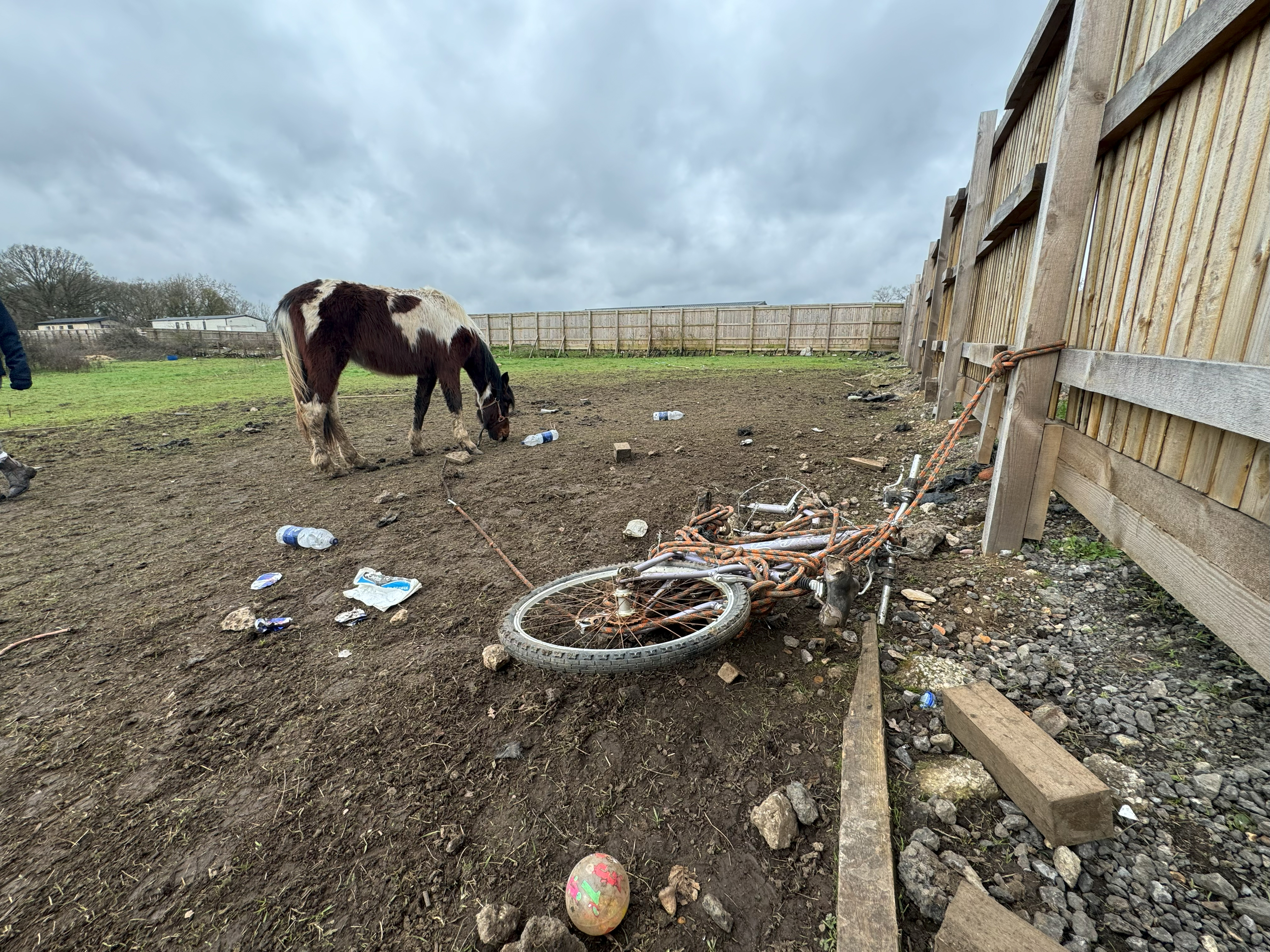 Video: 'Very depressed' filly found tied to a bike covered in barbed ...