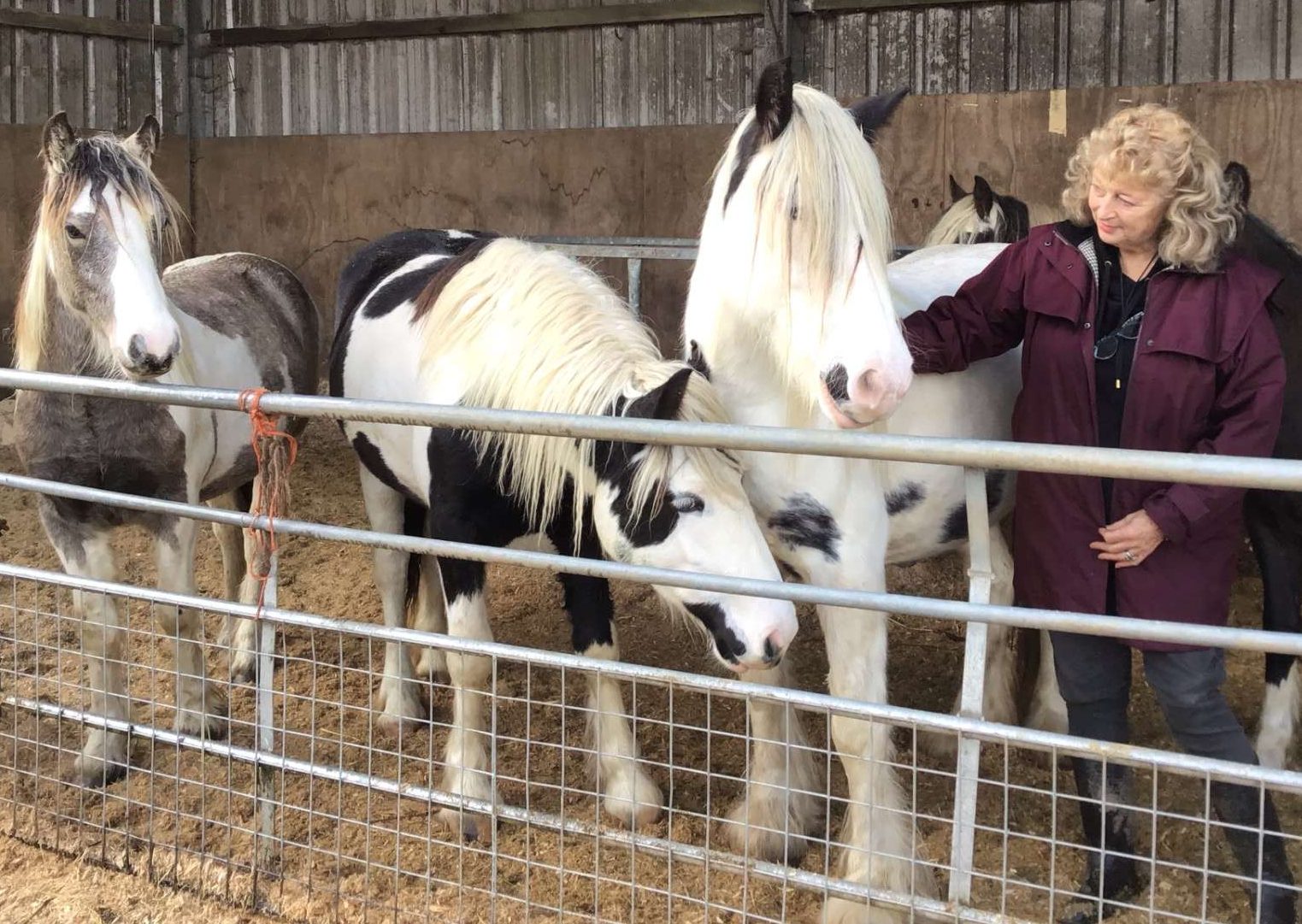 Tributes paid to beloved equine sanctuary founder - Your Horse