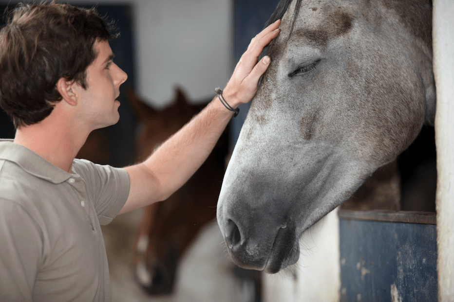 This is how to prevent and treat thrush in horses - Your Horse