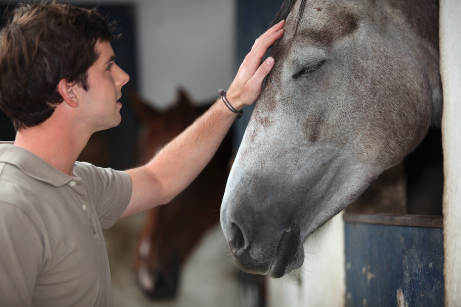 Equine vet explains possible causes of swollen legs in horses and tips ...