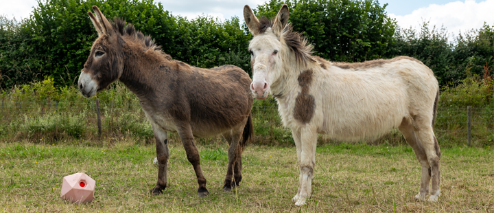 Neglected donkeys found struggling to walk are recovering well at ...