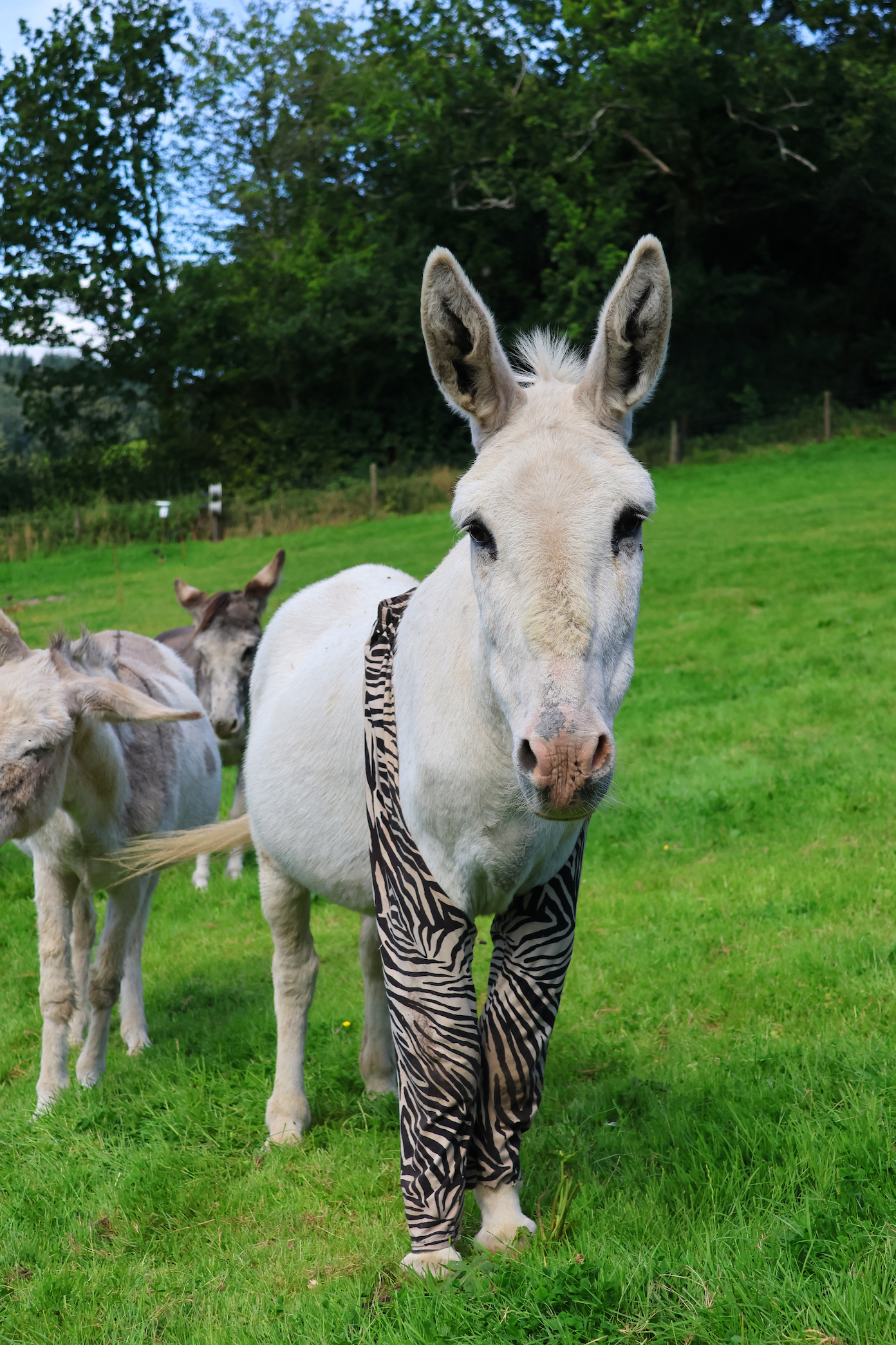 Long stripey socks give donkeys relief from irritating flies - Your Horse