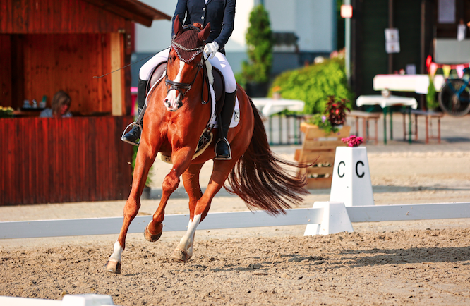 Scales of Training in dressage and flatwork explained - Your Horse