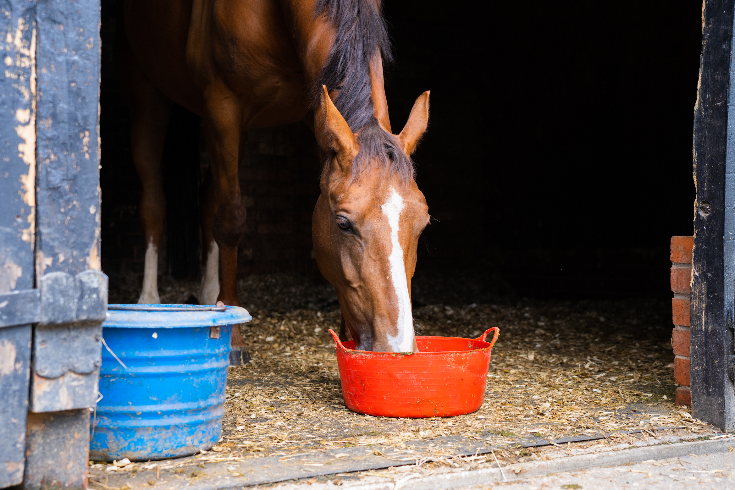 Diet advice for a horse with gastric ulcers *Promotion* - Your Horse