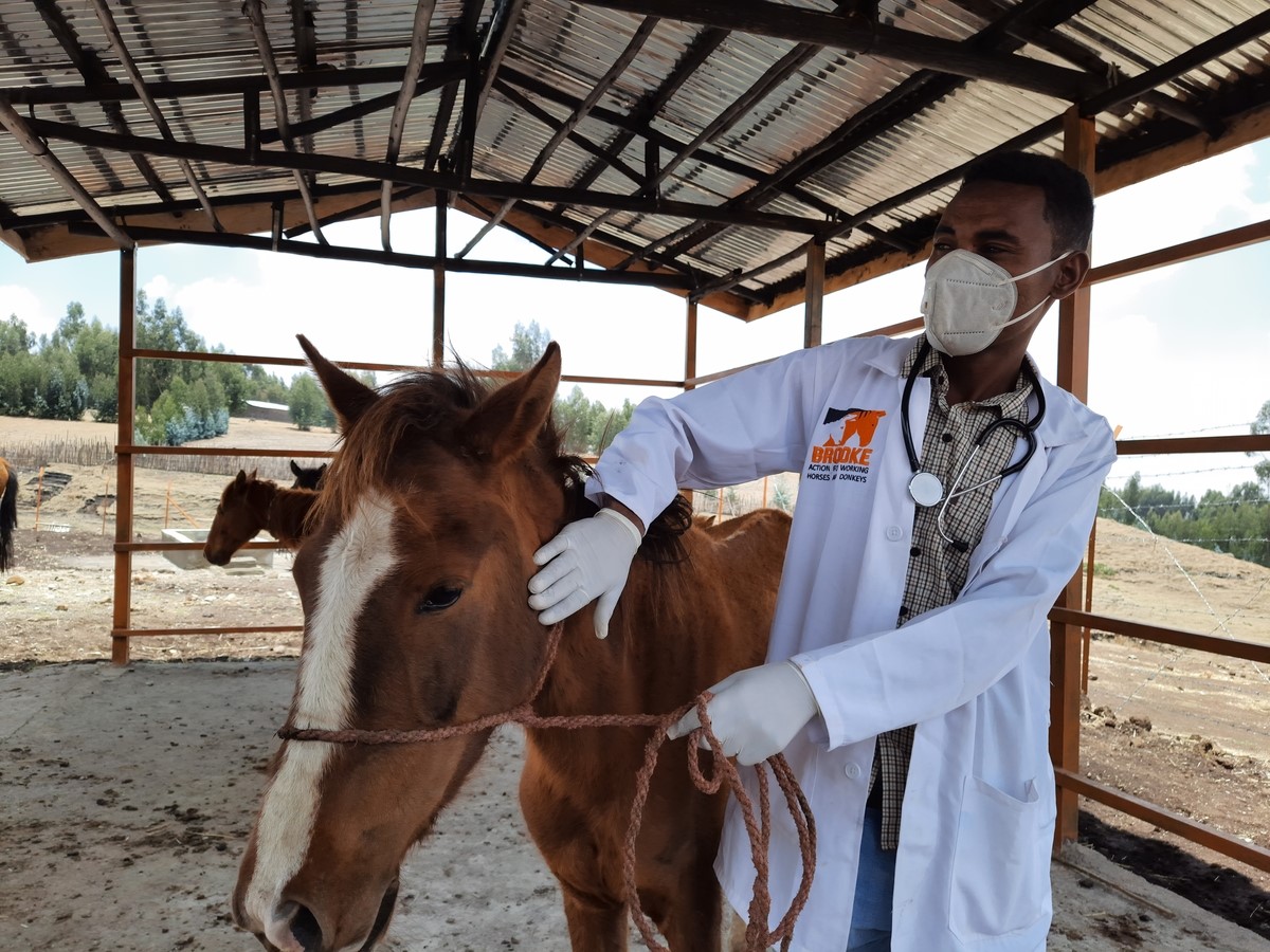 Swollen legs in horses: possible causes and how to manage it - Your Horse