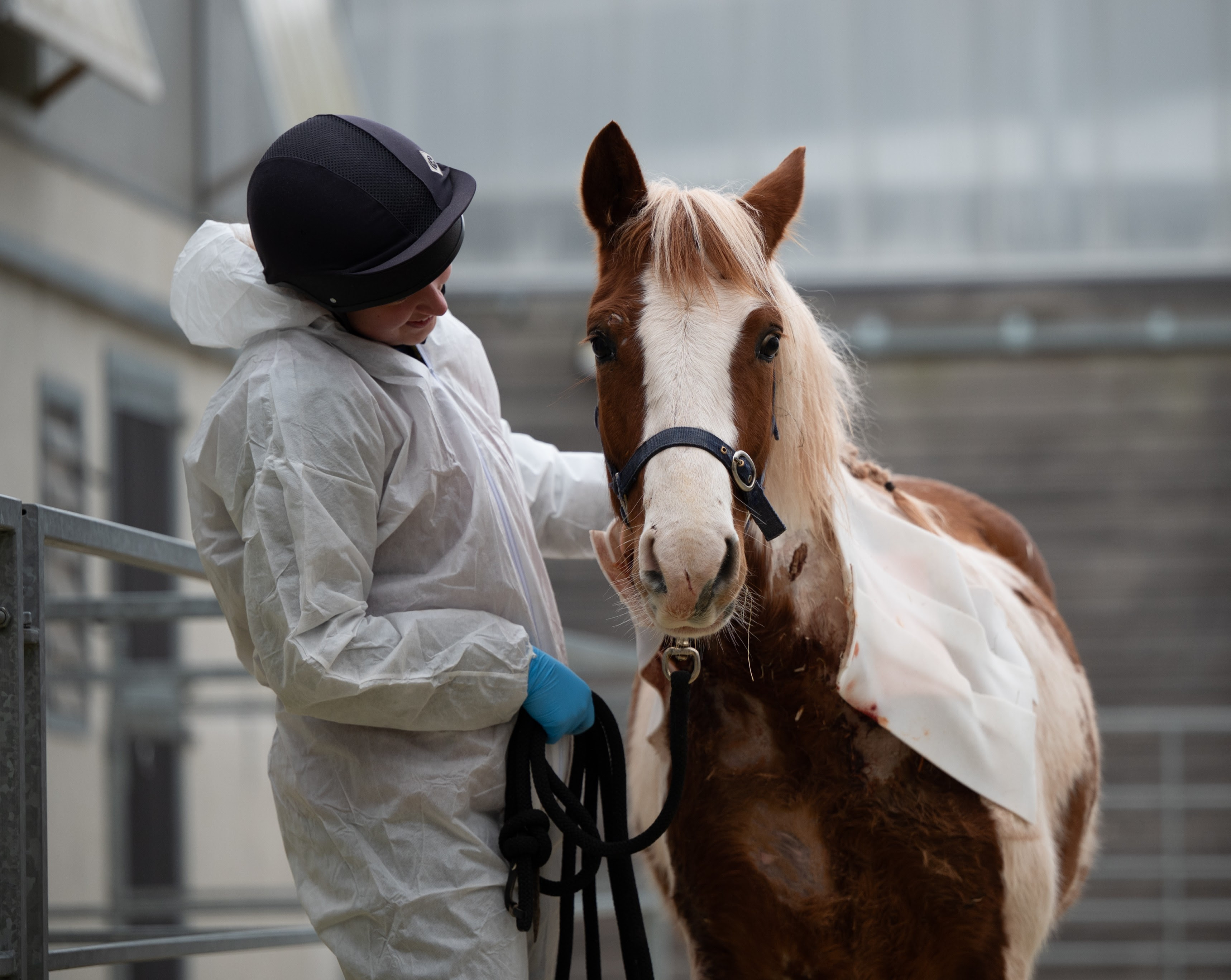 Equine charities combine to save young pony attacked by stallion - Your ...