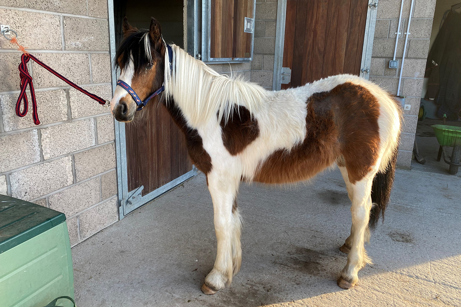 Rescue pony enjoys showing success in new home - Your Horse
