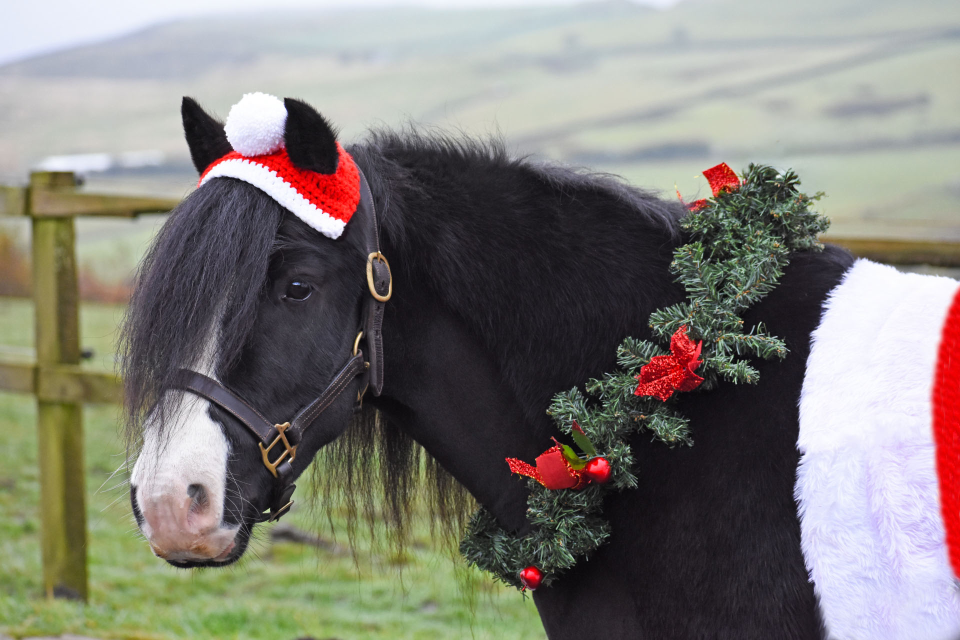 Festive fun in store at HAPPA - Your Horse