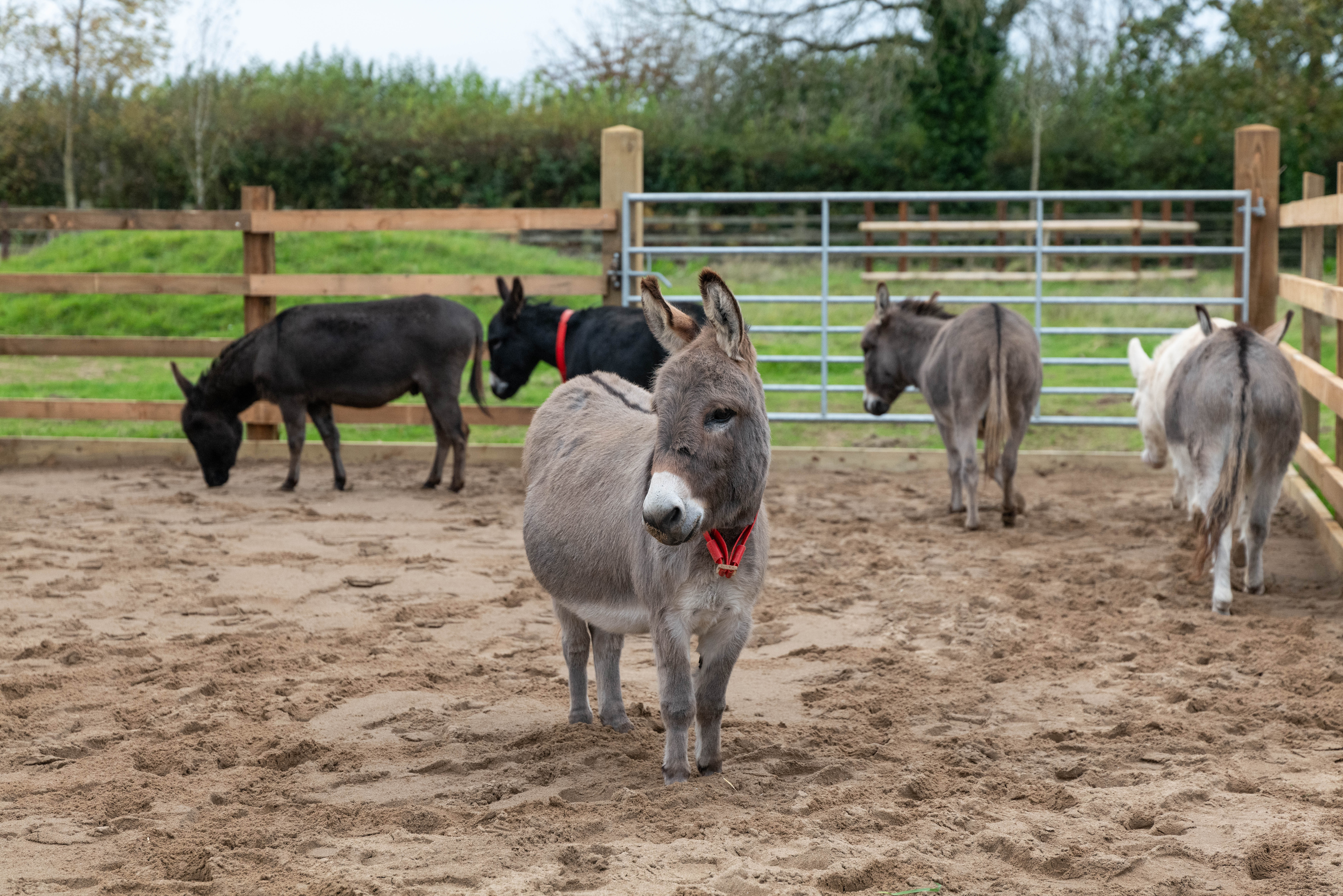 New enrichment paddock for some of The Donkey Sanctuary's smallest ...
