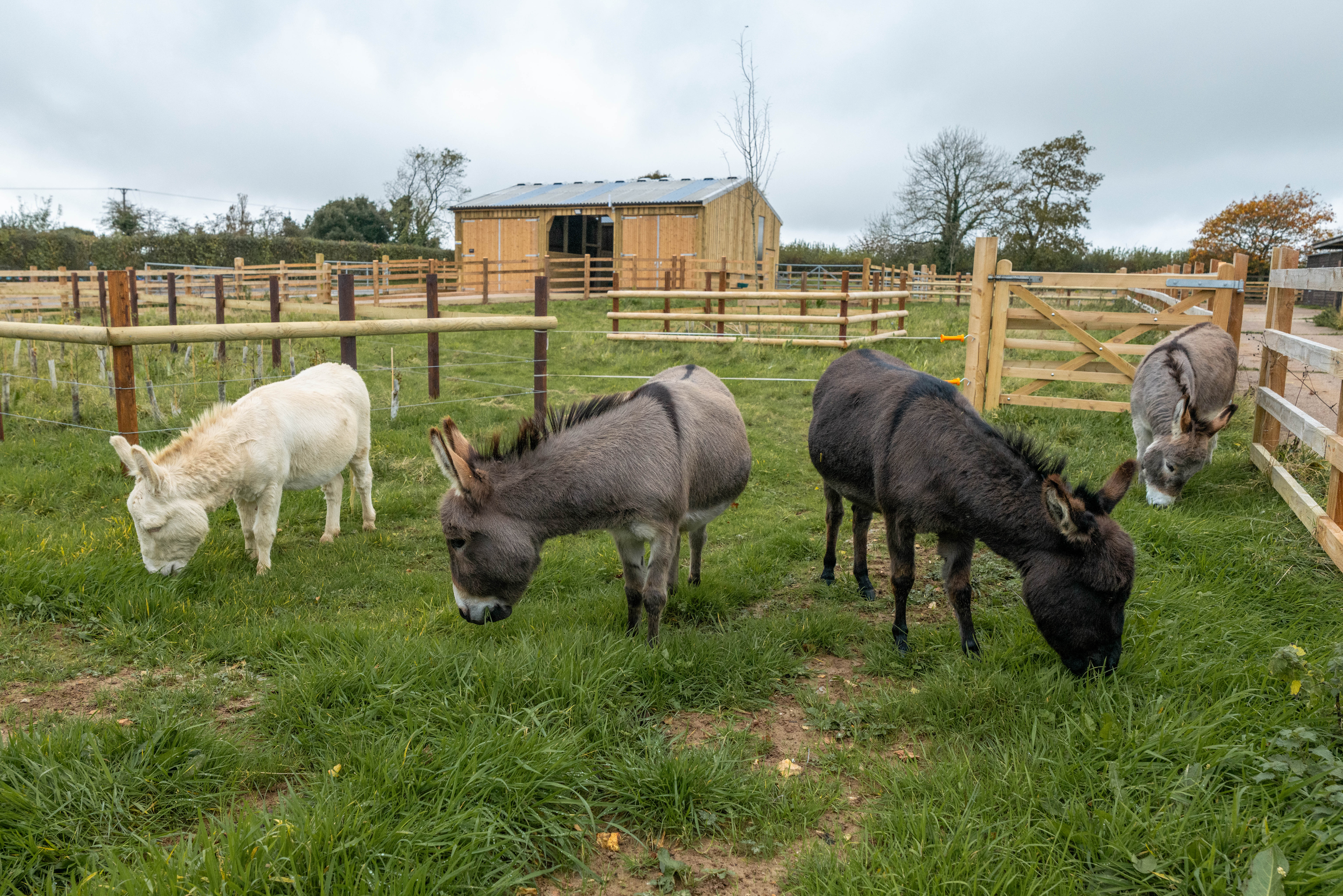New enrichment paddock for some of The Donkey Sanctuary's smallest ...