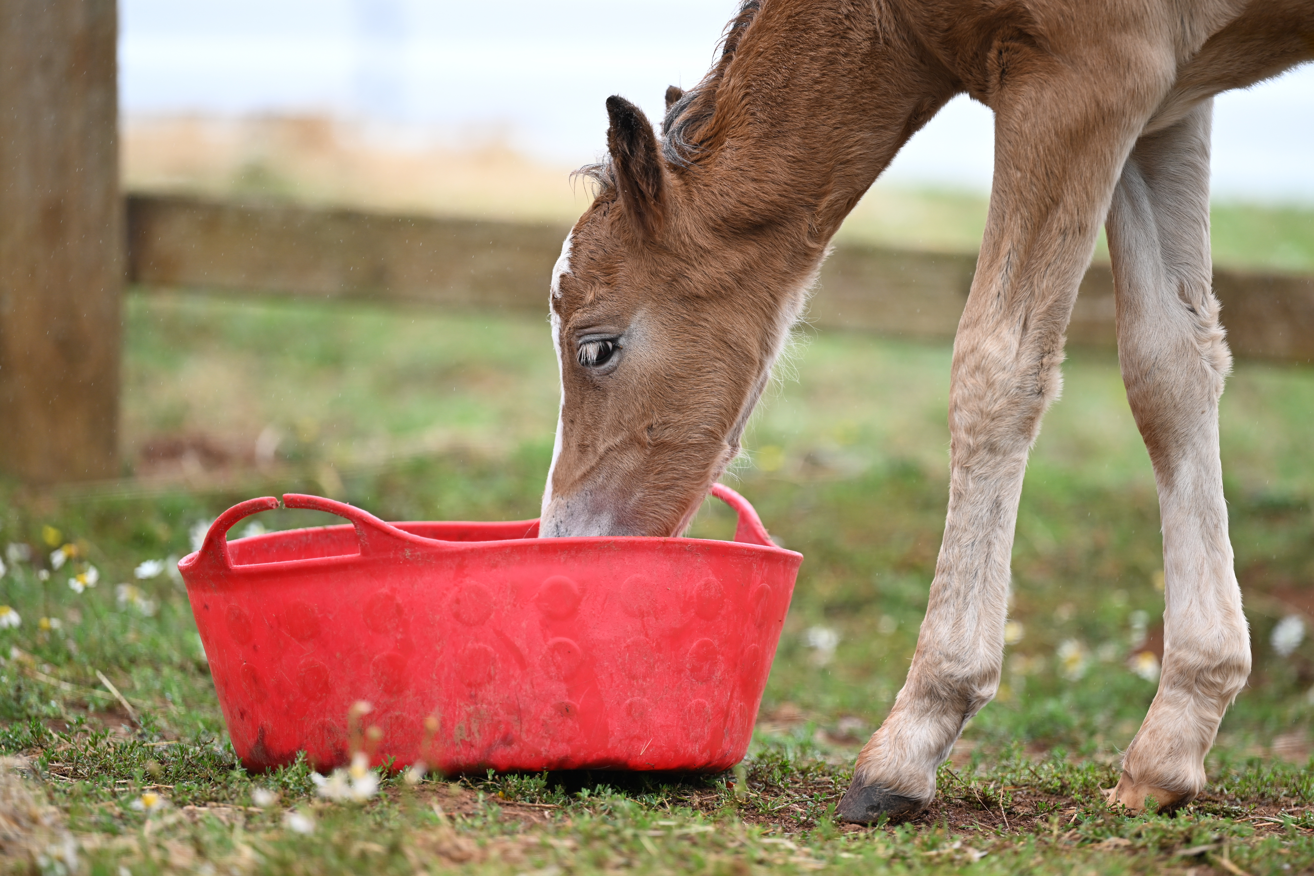Foal who had a challenging start to life becomes film star - Your Horse