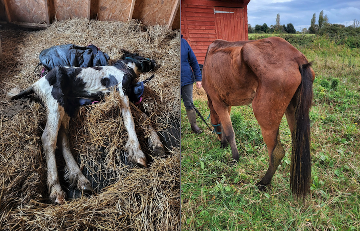 Couple banned from keeping animals after neglecting two horses so badly ...