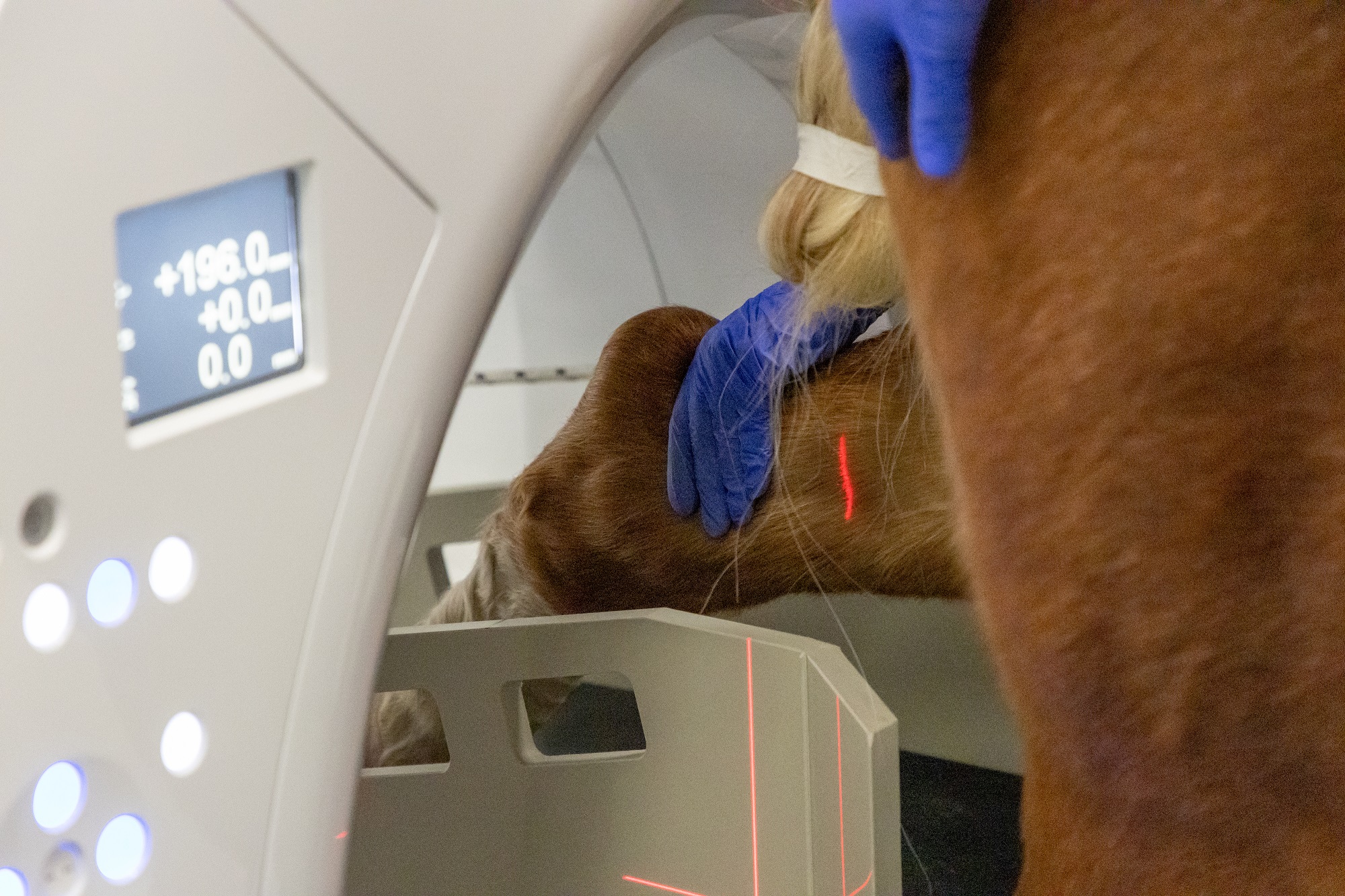 RVC’s new CT scanner to revolutionise equine imaging - Your Horse