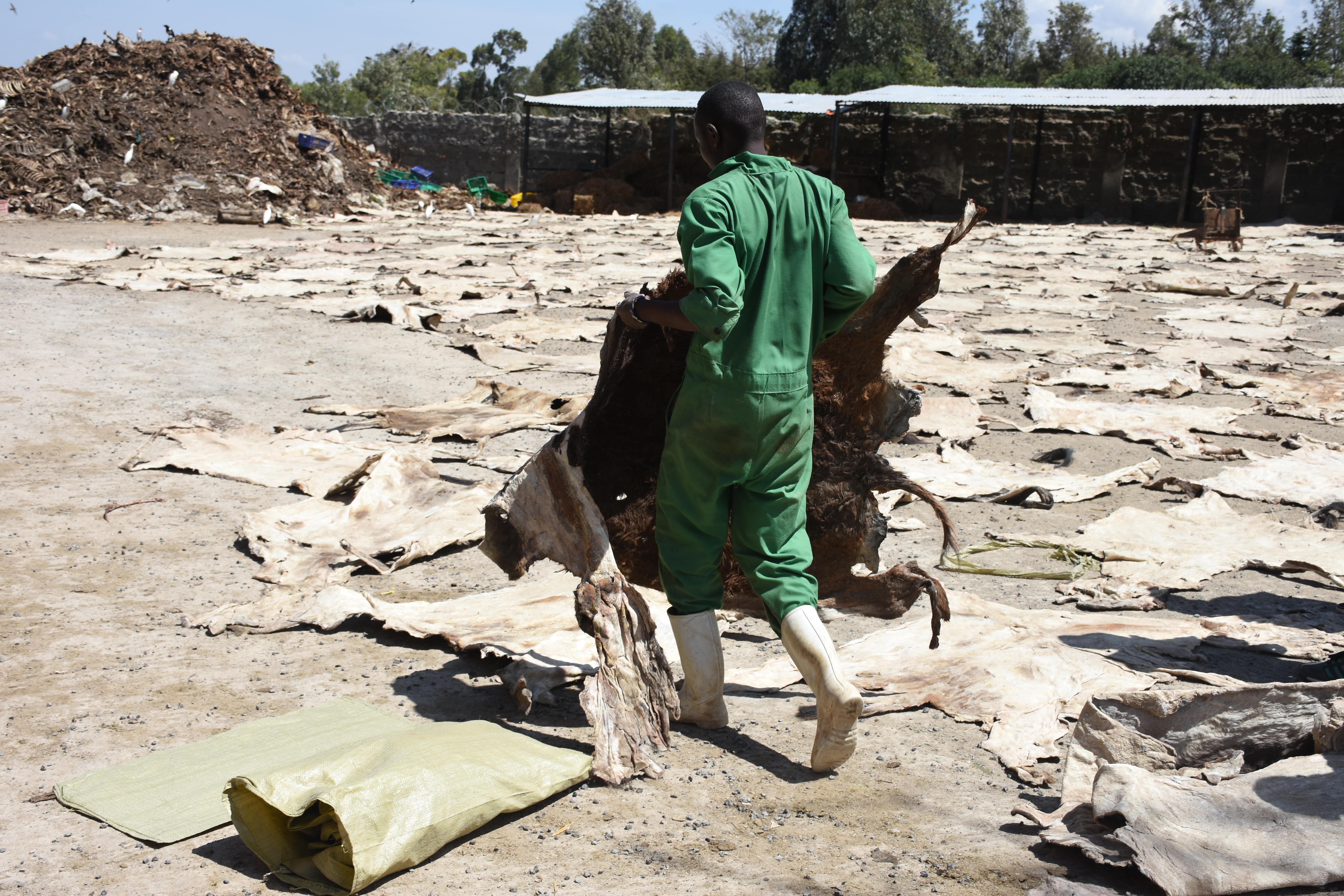 The Donkey Sanctuary and Emirates join forces to combat donkey skin ...