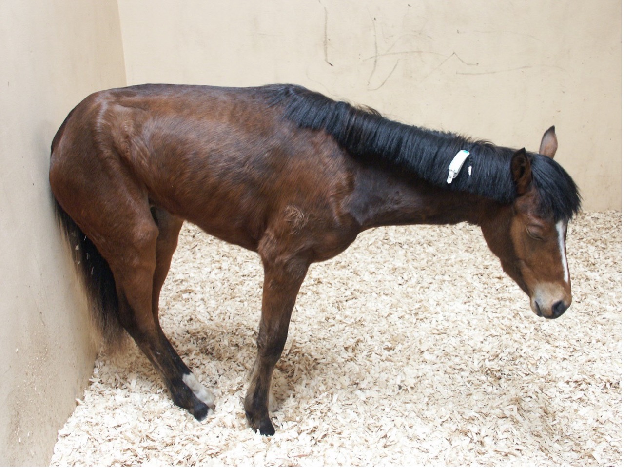 Equine grass sickness: this is what you need to know about this deadly ...