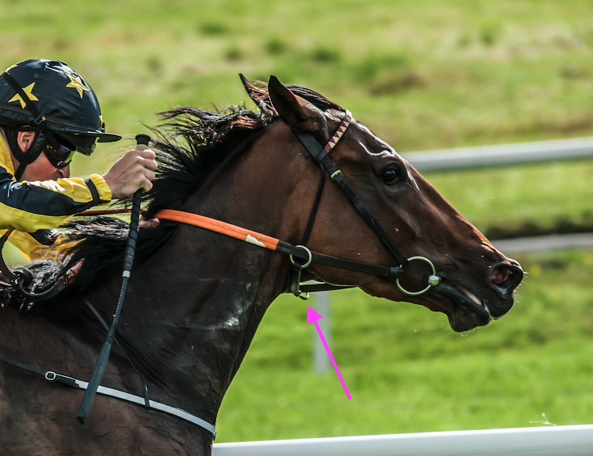 This is how to choose the best martingale for your horse - Your Horse