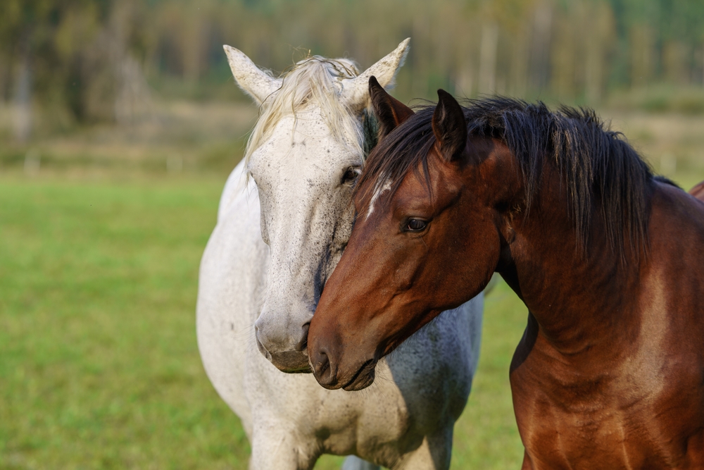 What is a windgall on a horse’s leg? - Your Horse