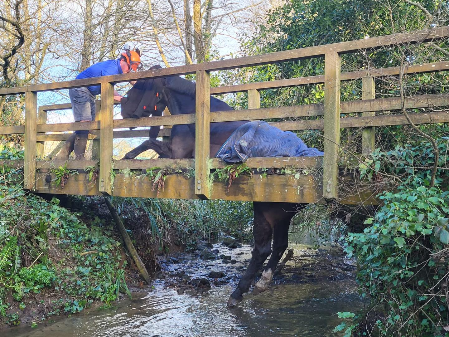 Horse rescued after falling through bridge - Your Horse