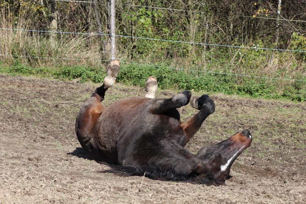 Windgalls on a horse’s leg explained - Your Horse