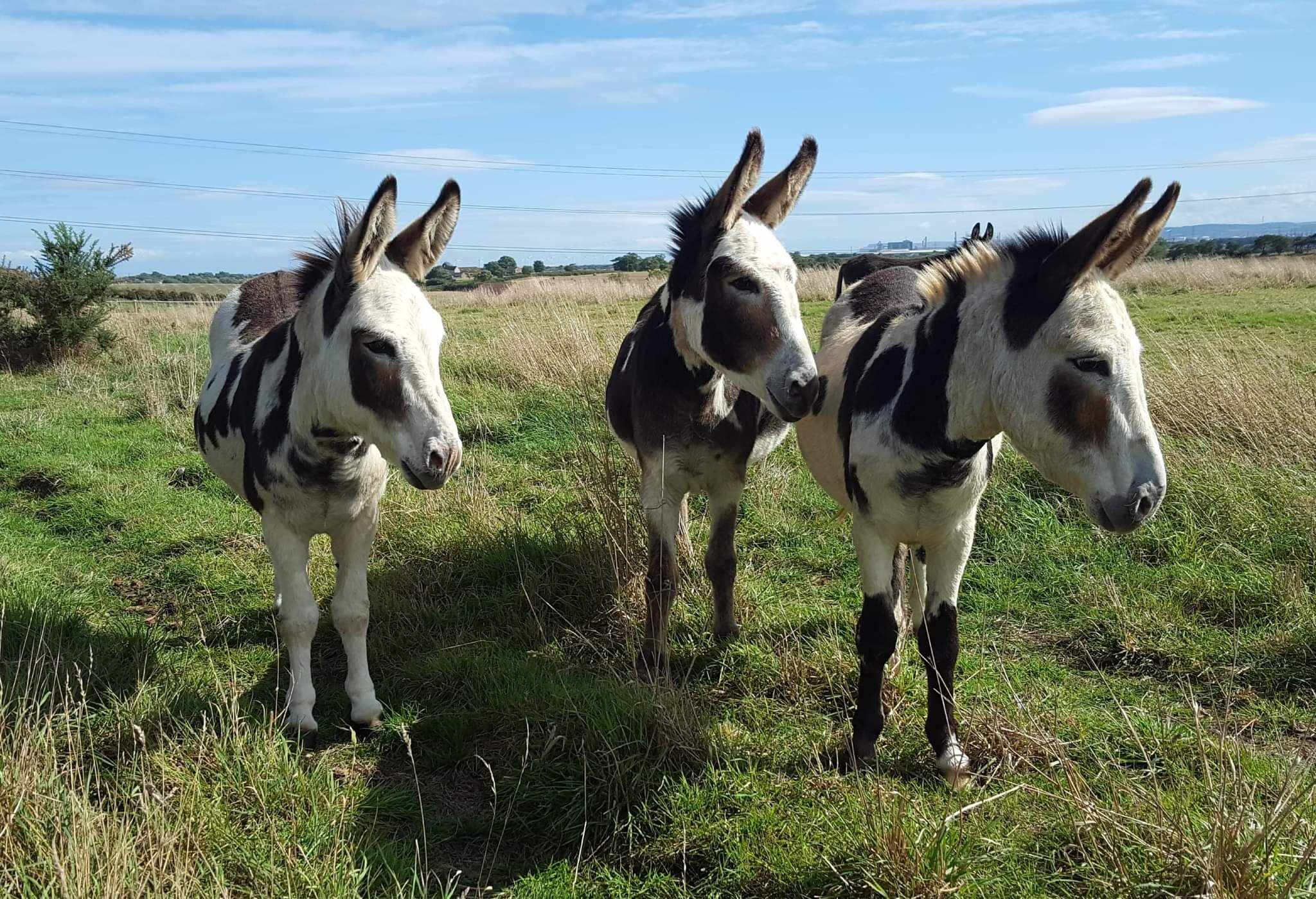 Donkeys to visit Yorkshire museum - Your Horse