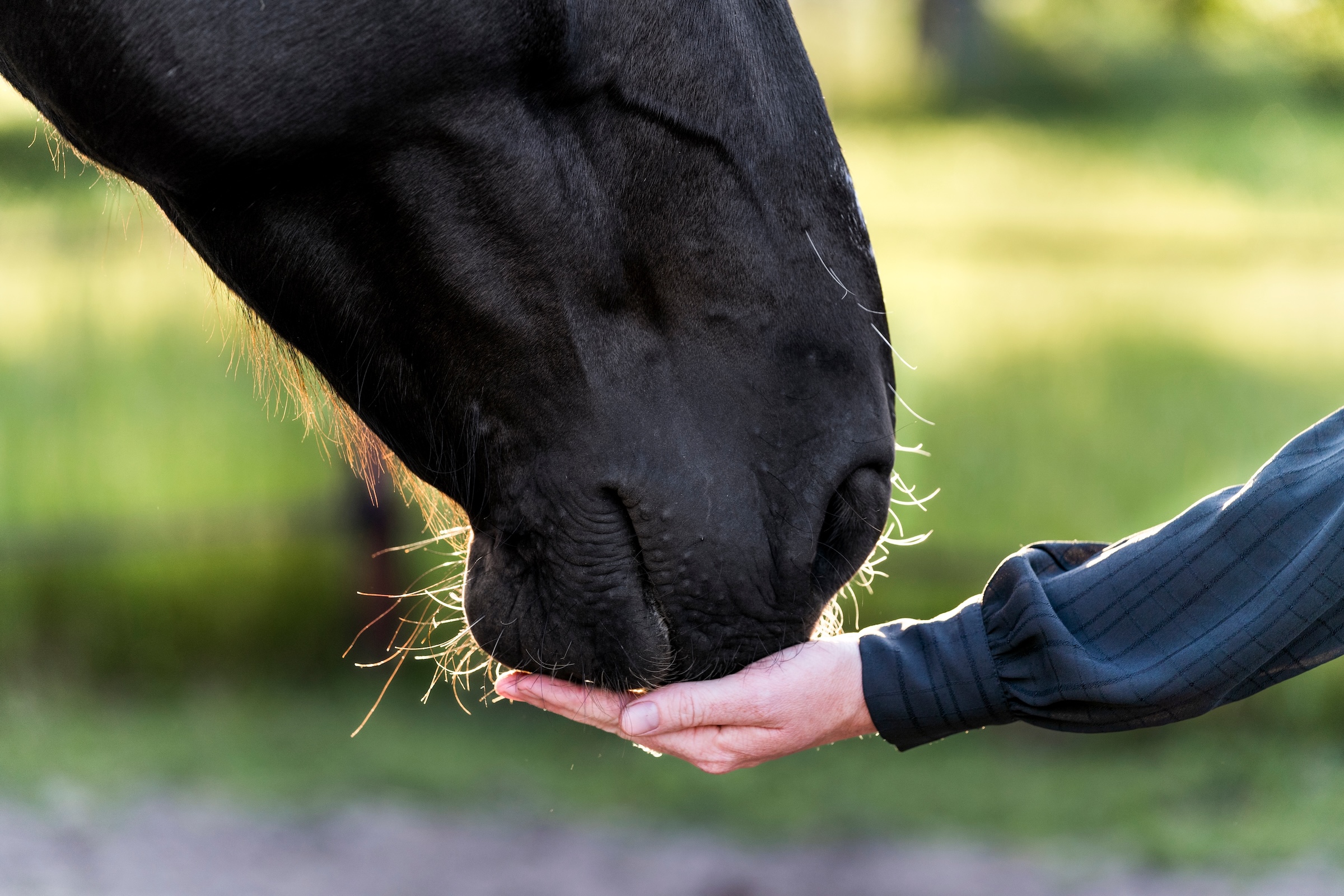 Can horses smell fear? New study explores their sensitivity to our ...