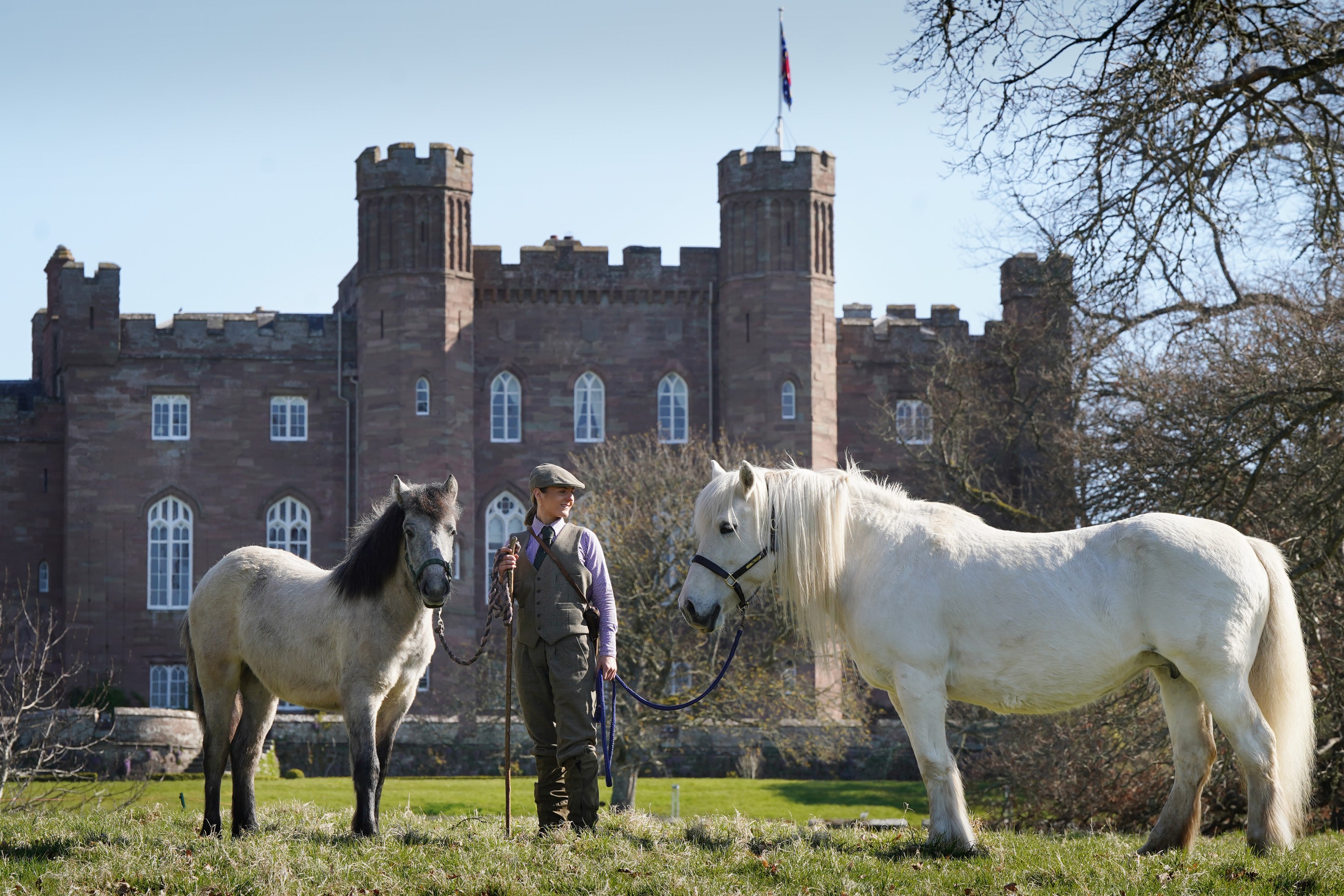 Showcase for rare Highland pony breed to take place in Scotland - Your ...