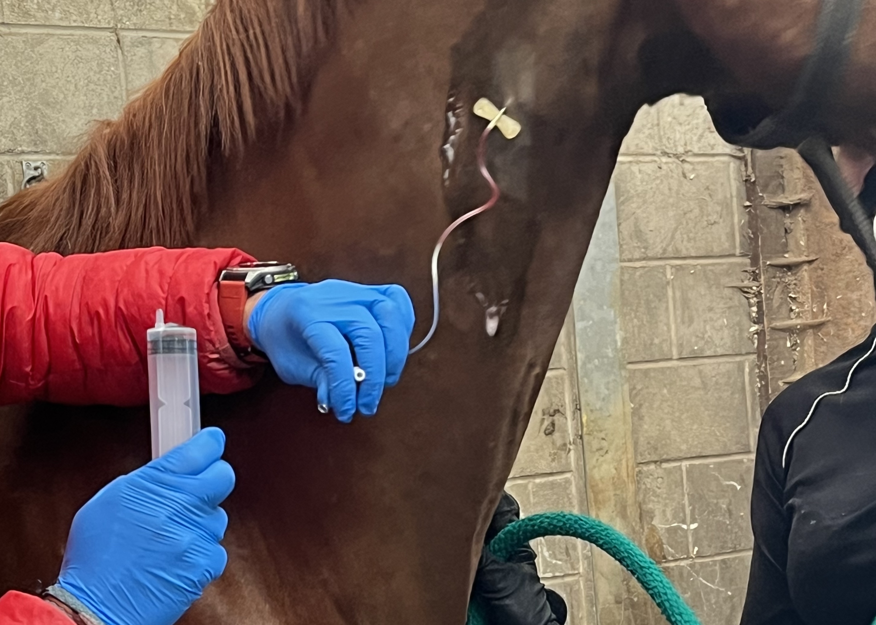 Equine charity champions new platelet-rich plasma treatment - Your Horse