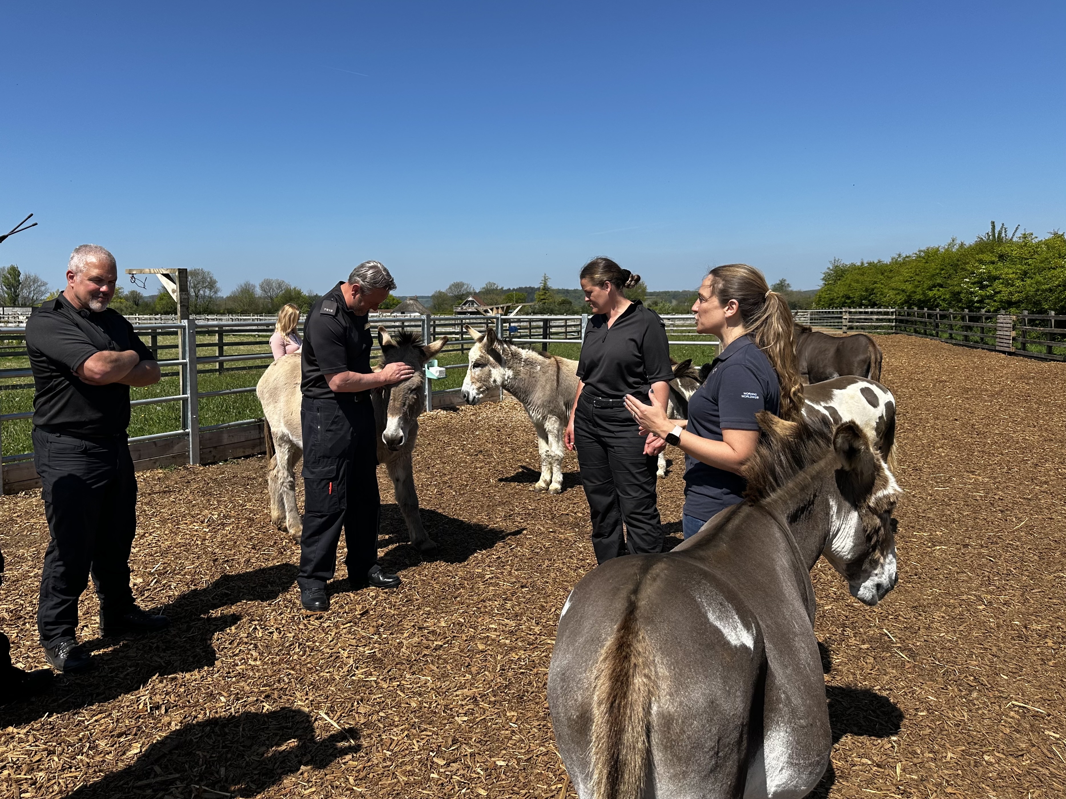Donkeys used to educate West Country police force in effort to boost ...
