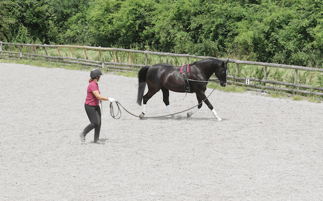 Long reining a horse: technique explained and exercises to try - Your Horse