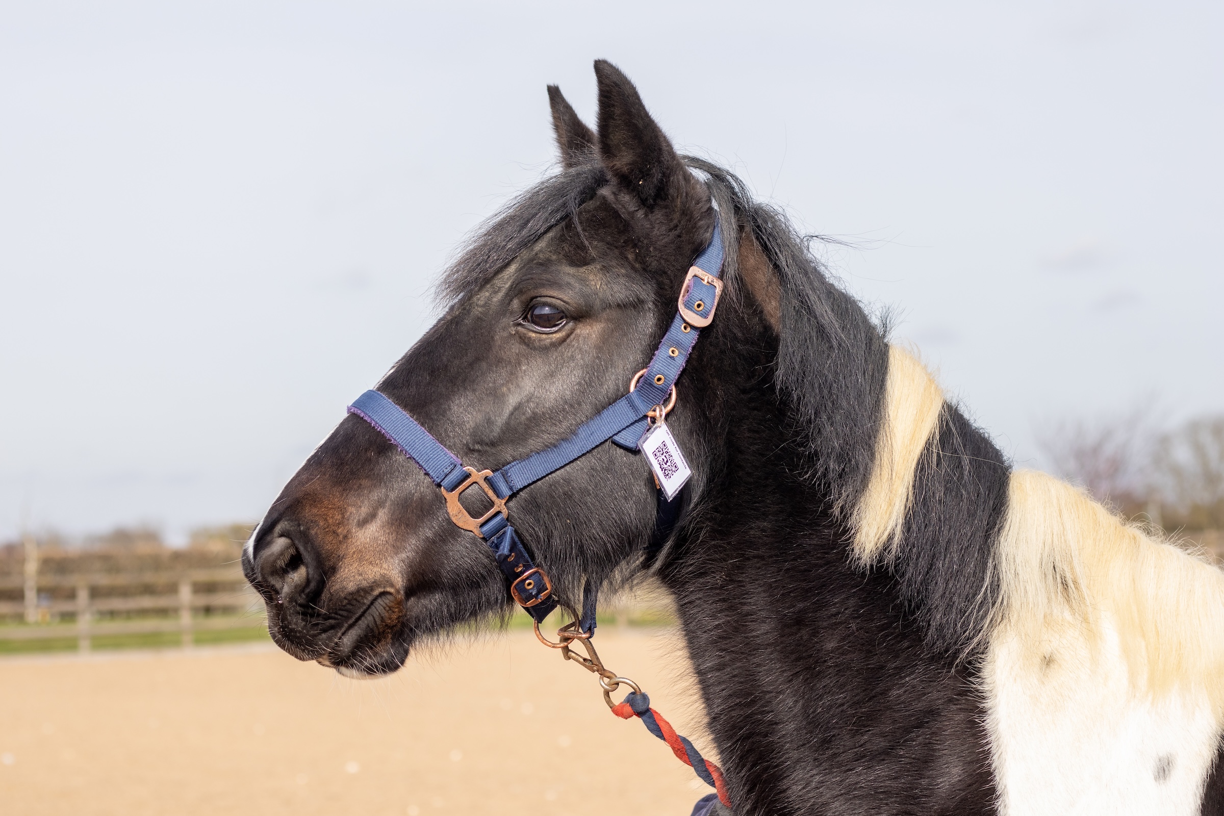 How a loving new home transformed the life of a critically underweight ...