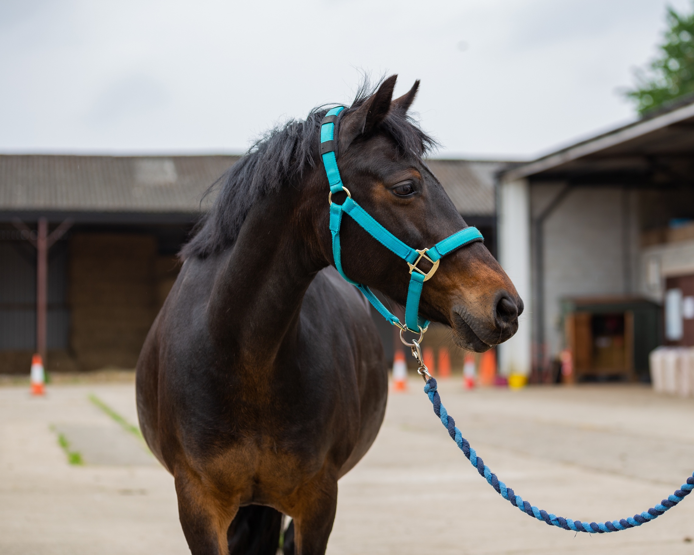 Well deserved retirement for rescue pony who changed the lives of 1,000 ...