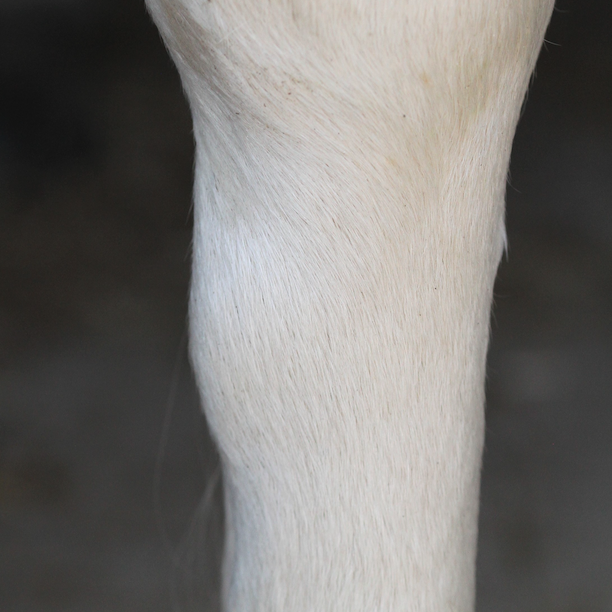 How to recognise and manage a splint on a horse's leg - Your Horse
