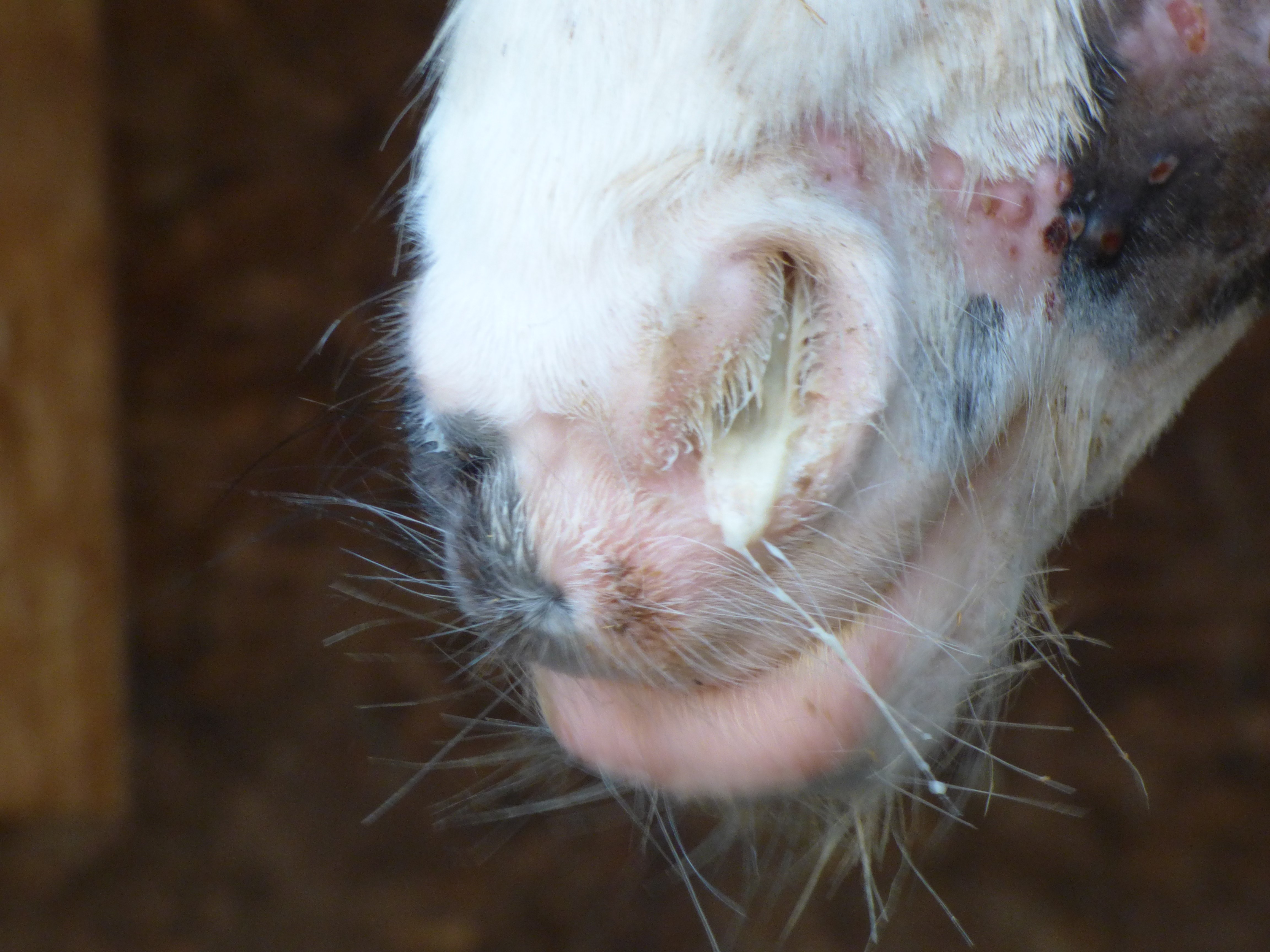 Horse world urged to unite with more than 100 cases of strangles in ...