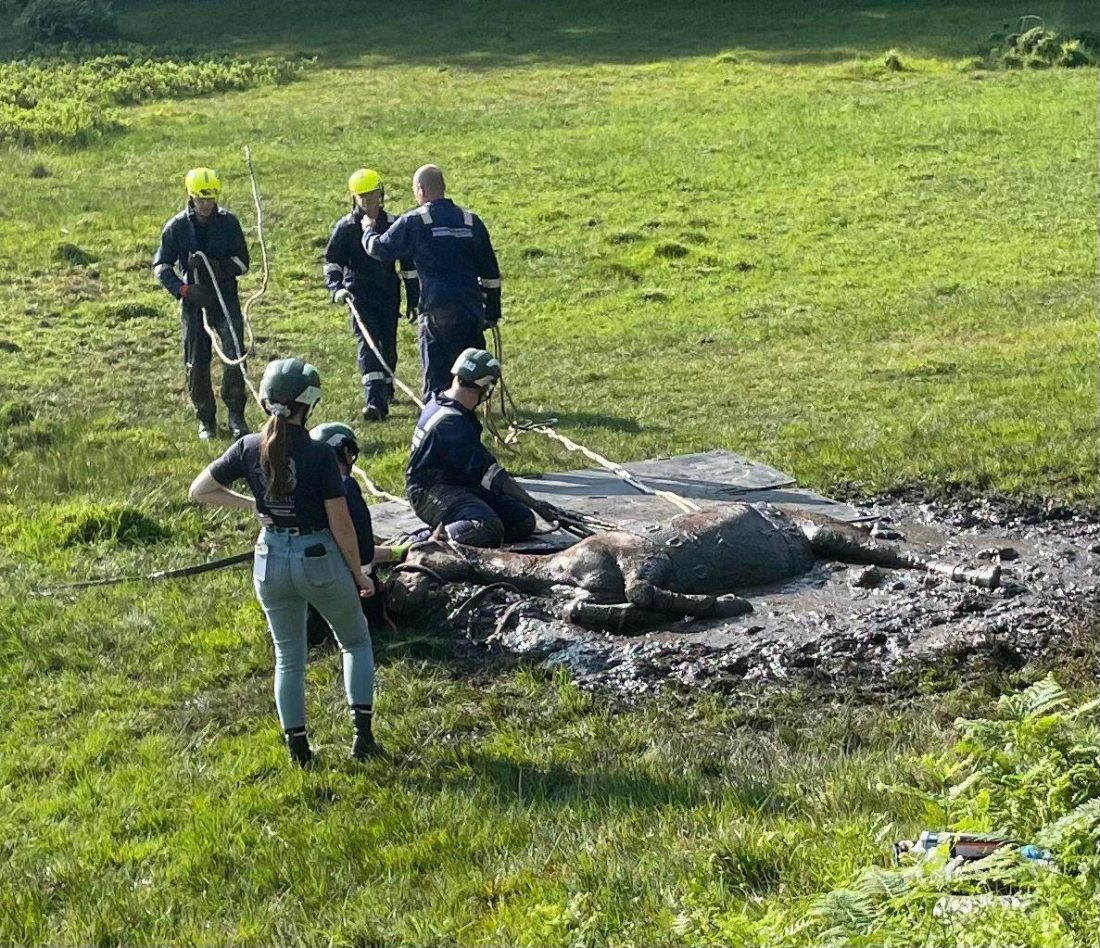 Firefighters rescue horse who got stuck in a muddy bog while out ...