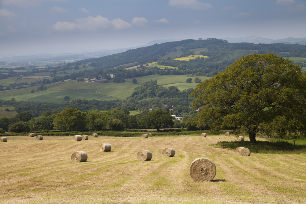 The UK hay crisis: how extreme weather is redefining forage, welfare ...