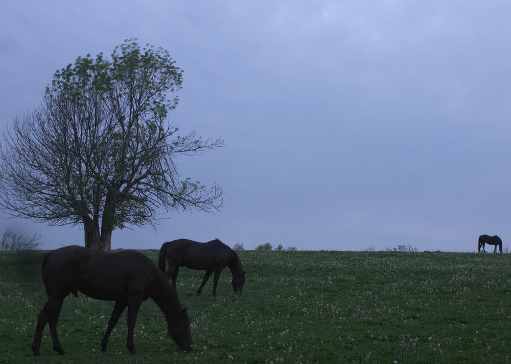 What do horses do at night? - Your Horse
