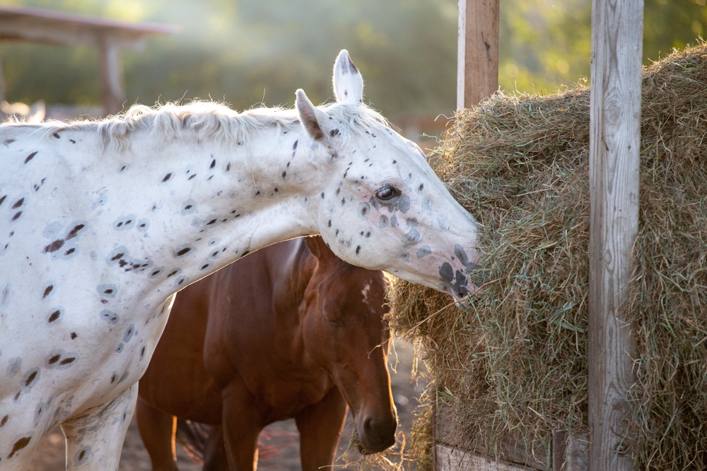 Soaking hay: how to do it correctly - Your Horse