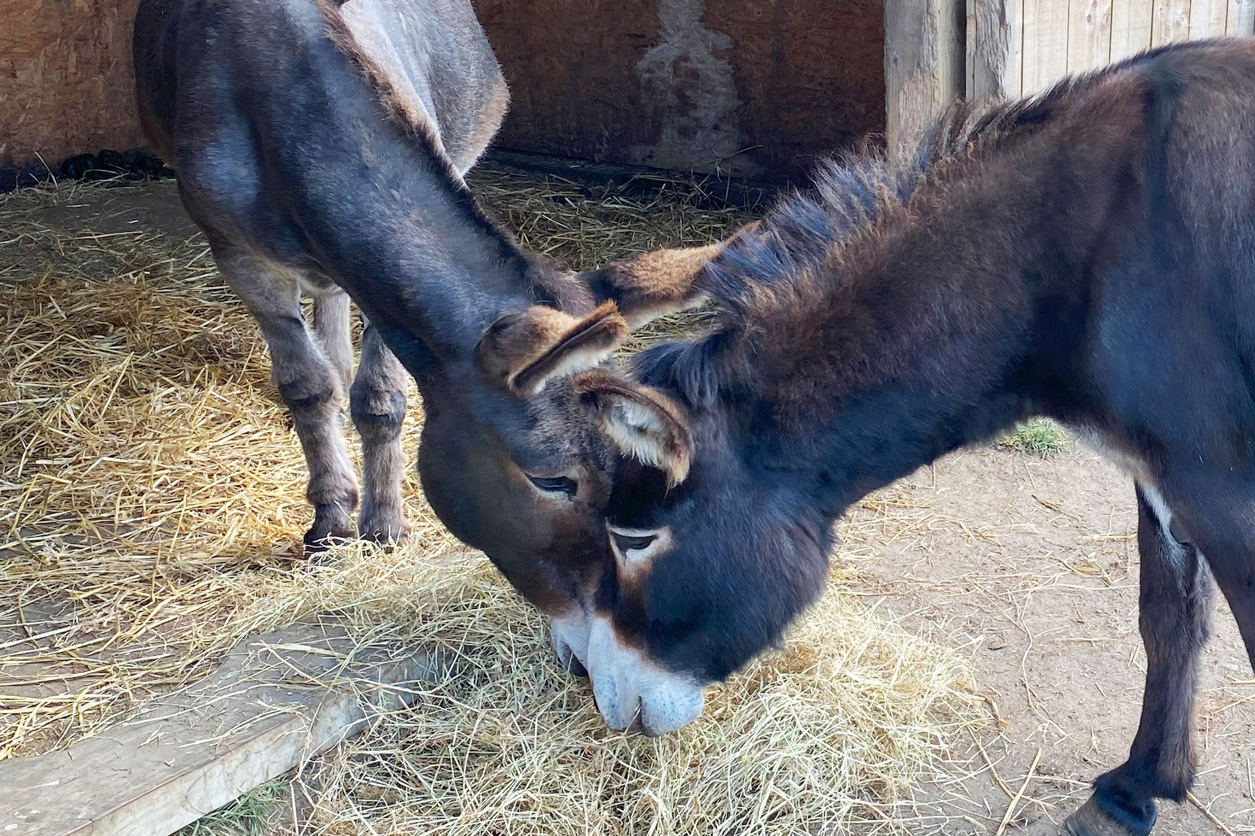 New home and friend for abandoned donkey who was scared of people ...