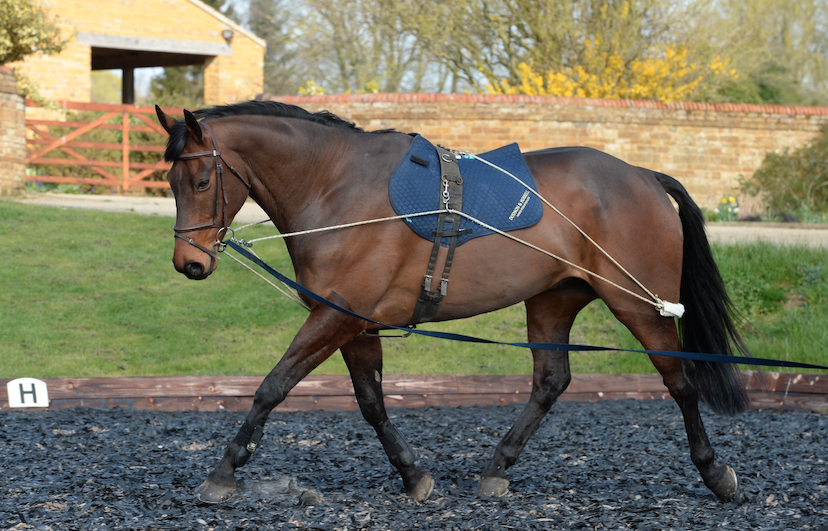 This is how to fit and use the Pessoa lunging system correctly - Your Horse