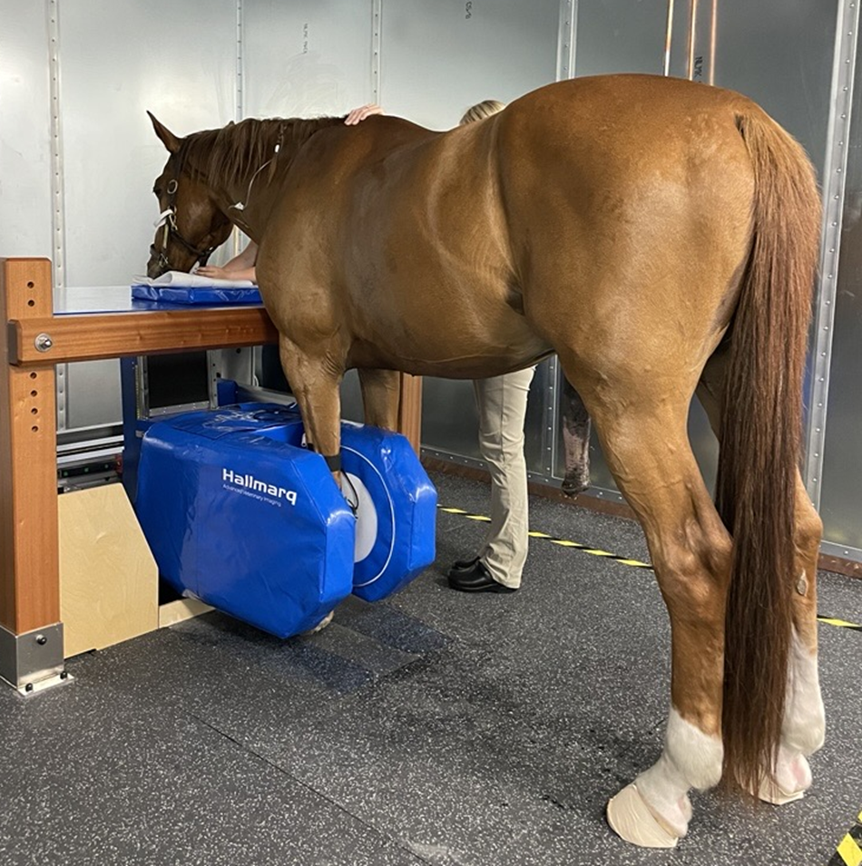 New equine imaging tool will speed up diagnosis of tricky lameness ...