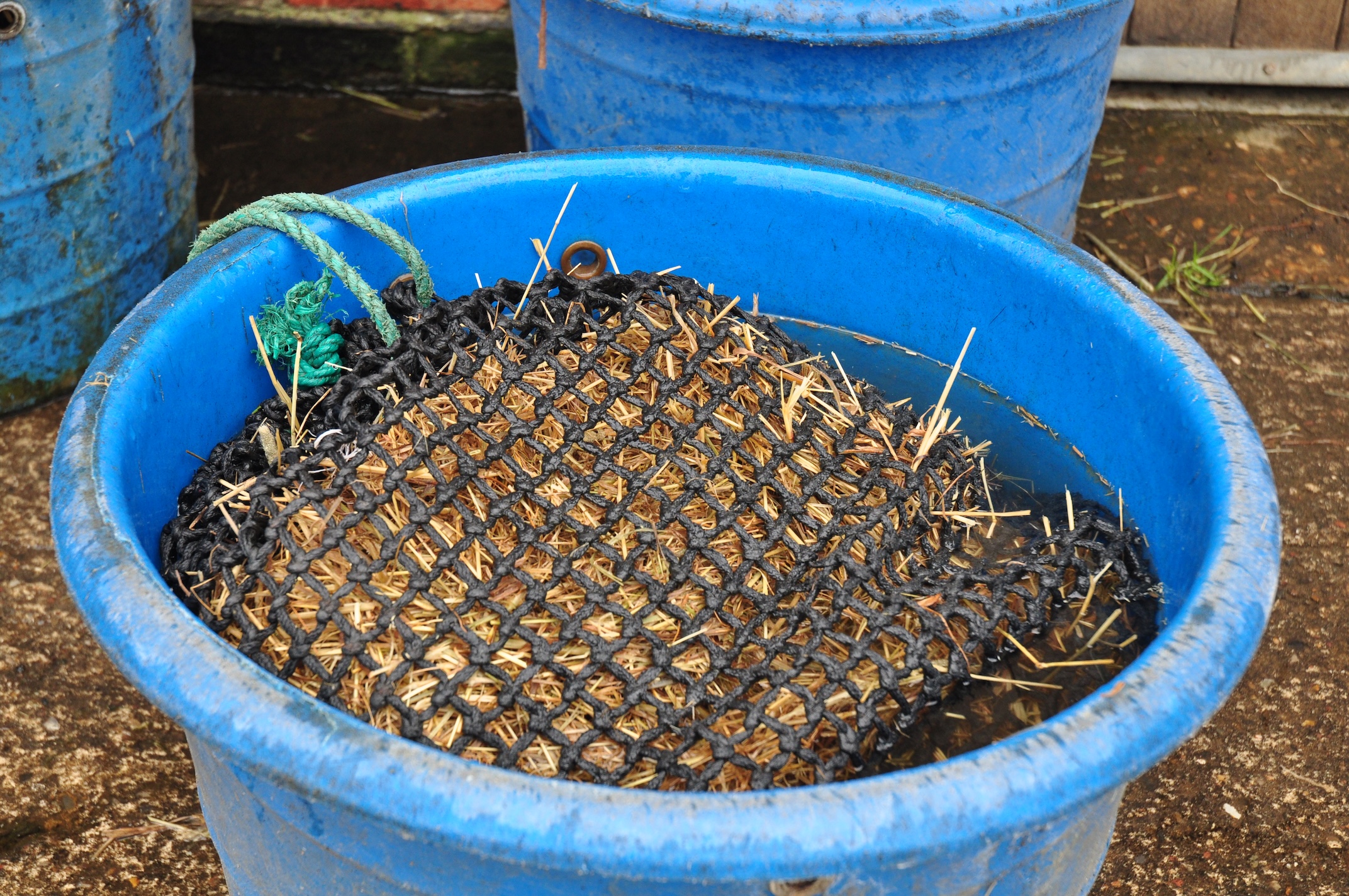 Beware autumn laminitis: expert advice to keep your horse safe this ...