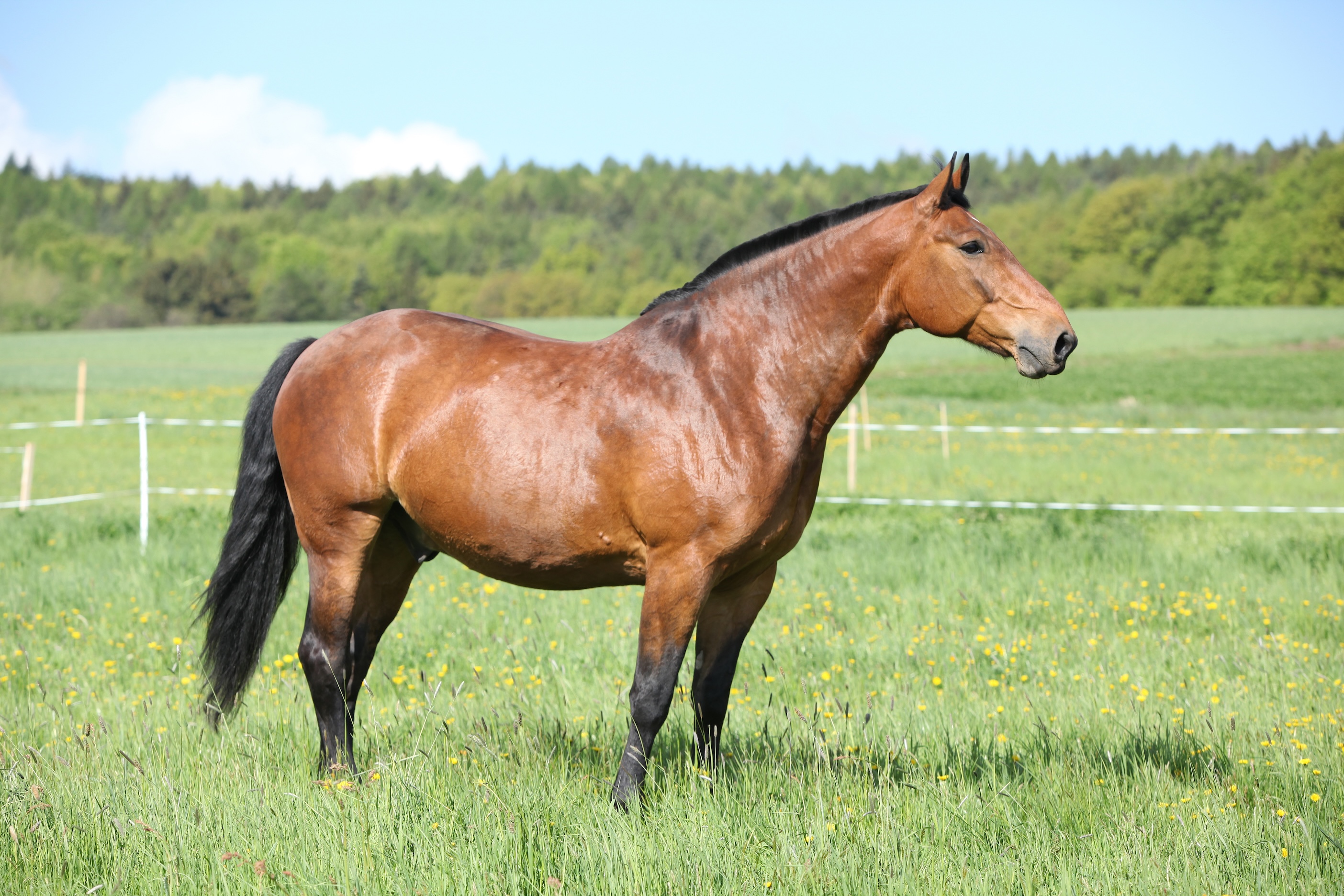 Beware autumn laminitis: expert advice to keep your horse safe this ...