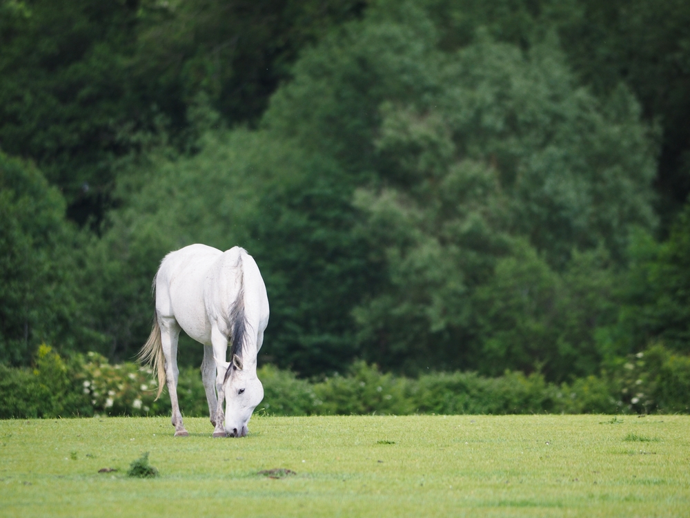 Equine grass sickness: this is what you need to know about this deadly ...