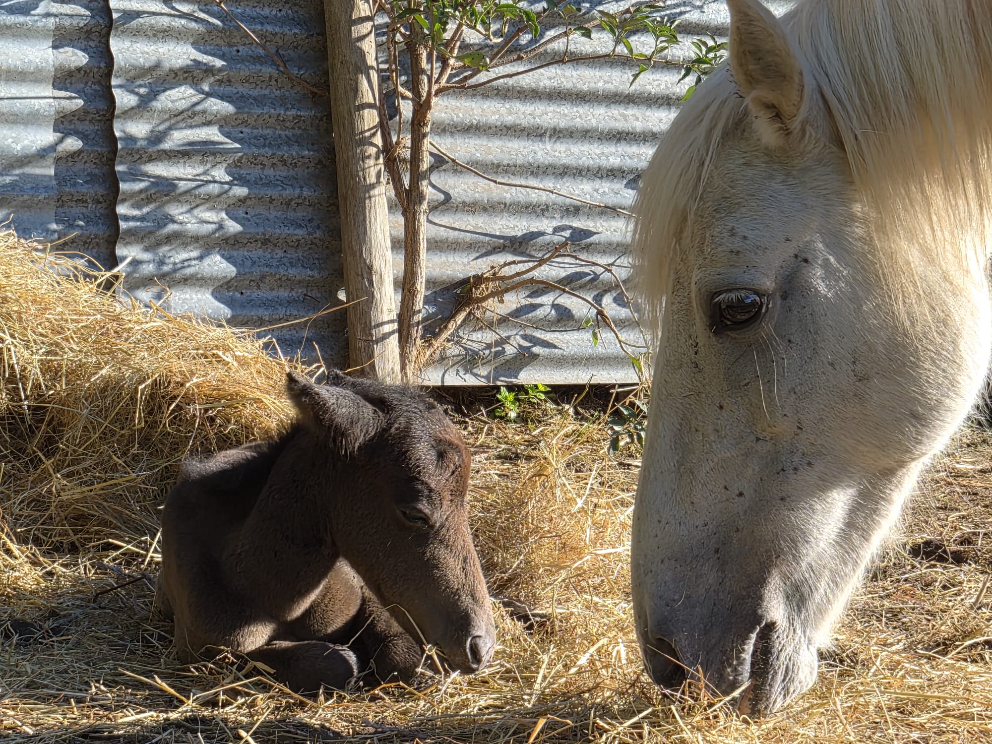 Rare Eriskay foal welcomed into the world - Your Horse