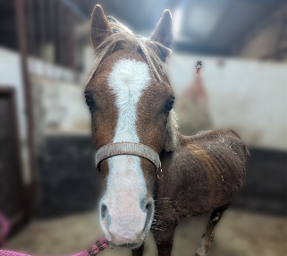 Appeal for information after emaciated pony found loose on roads - Your ...