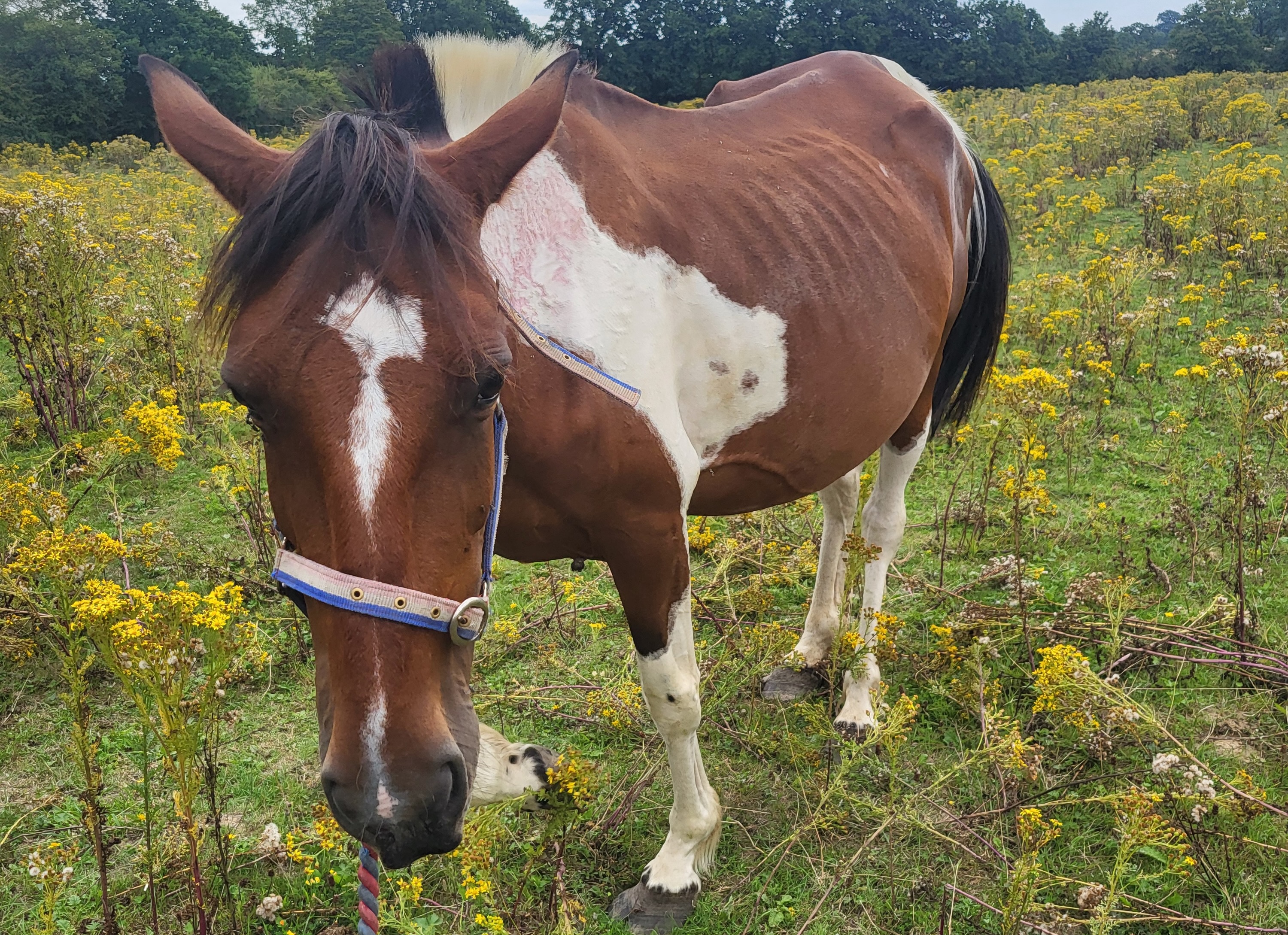 Emaciated mare whose foal was stillborn is thriving at sanctuary - Your ...