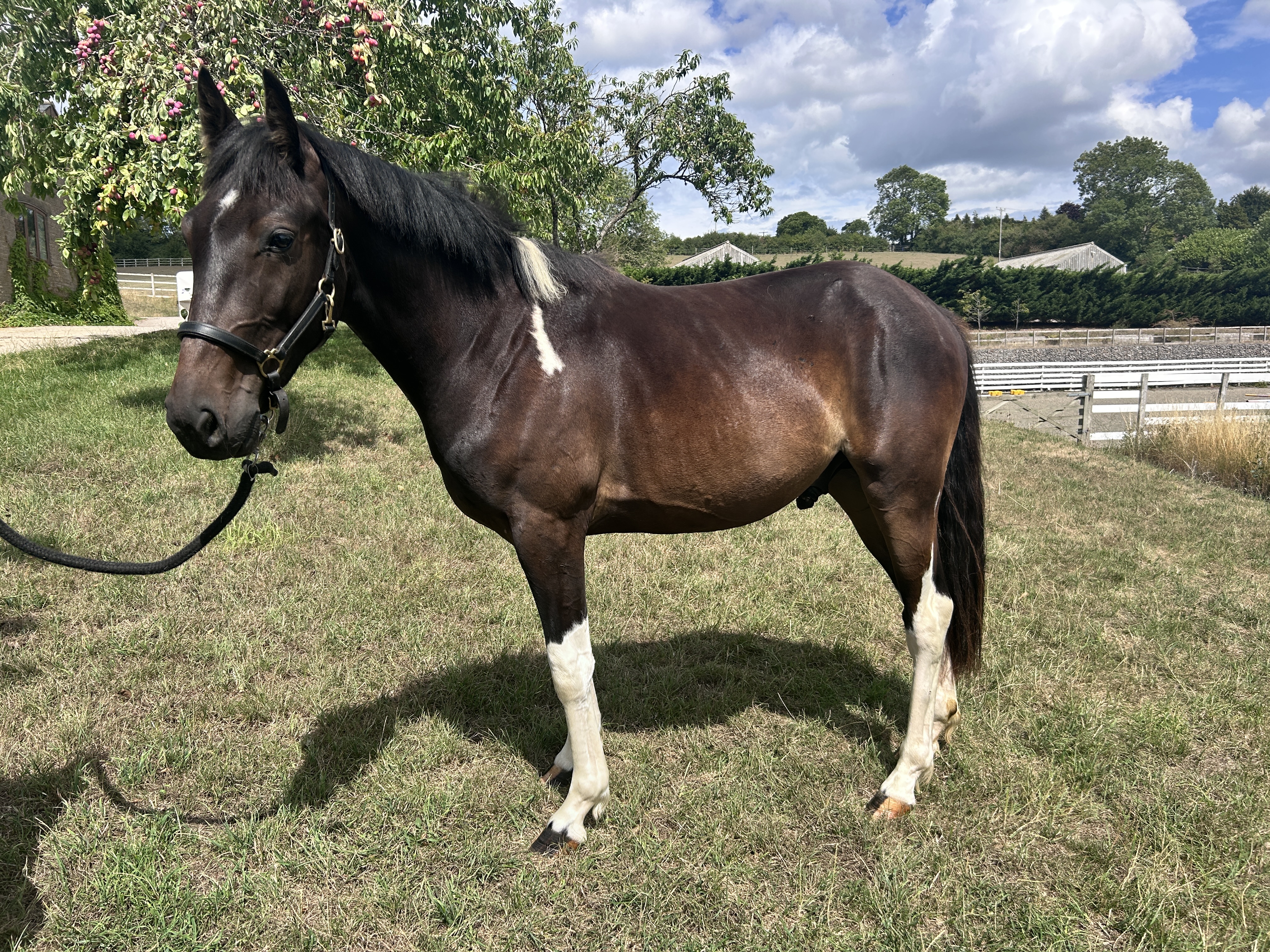 Dumped pony who was chased and used as target practice transformed ...