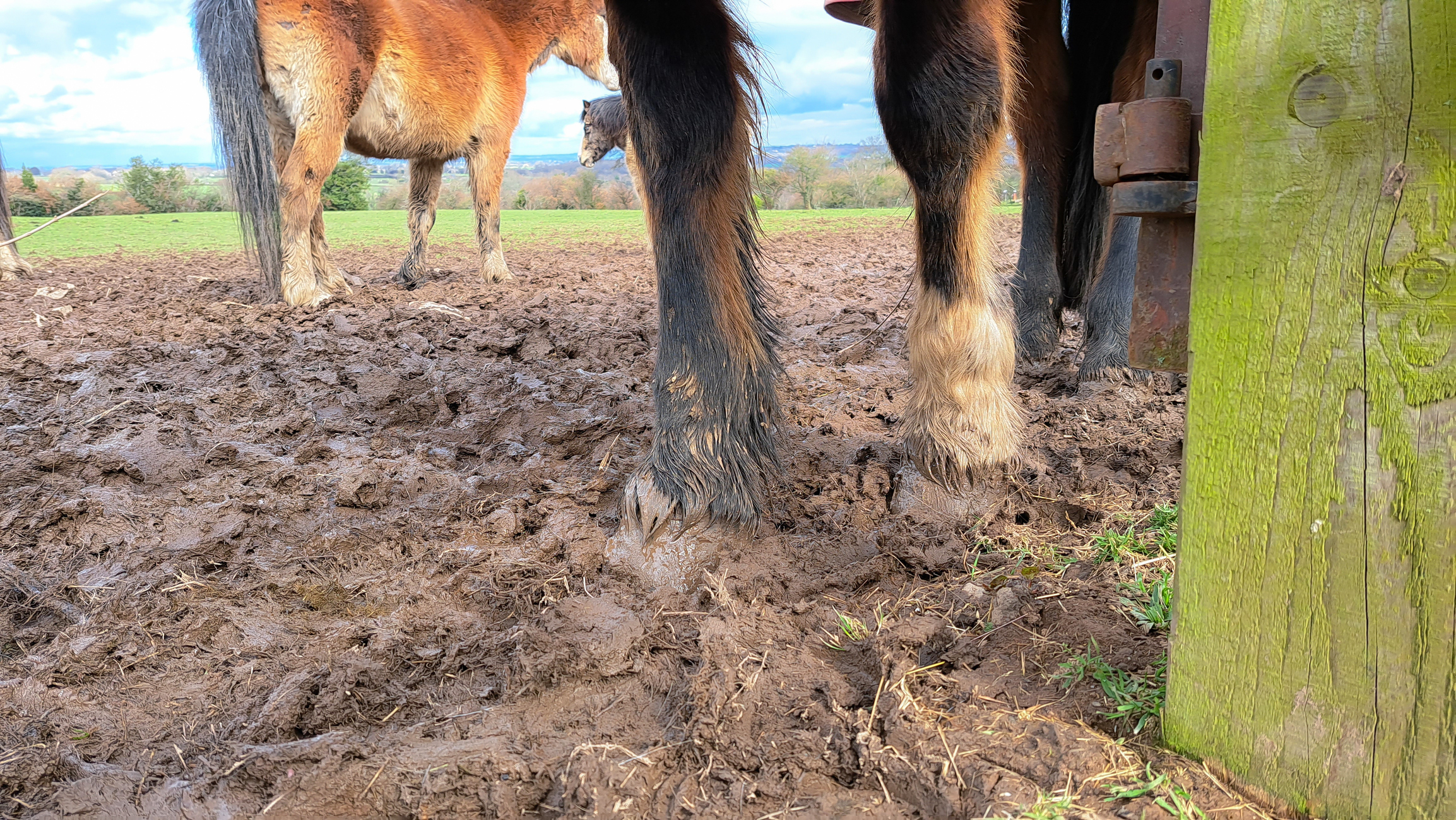 Research shows “minimal evidence” of mud fever being caused by fungal ...